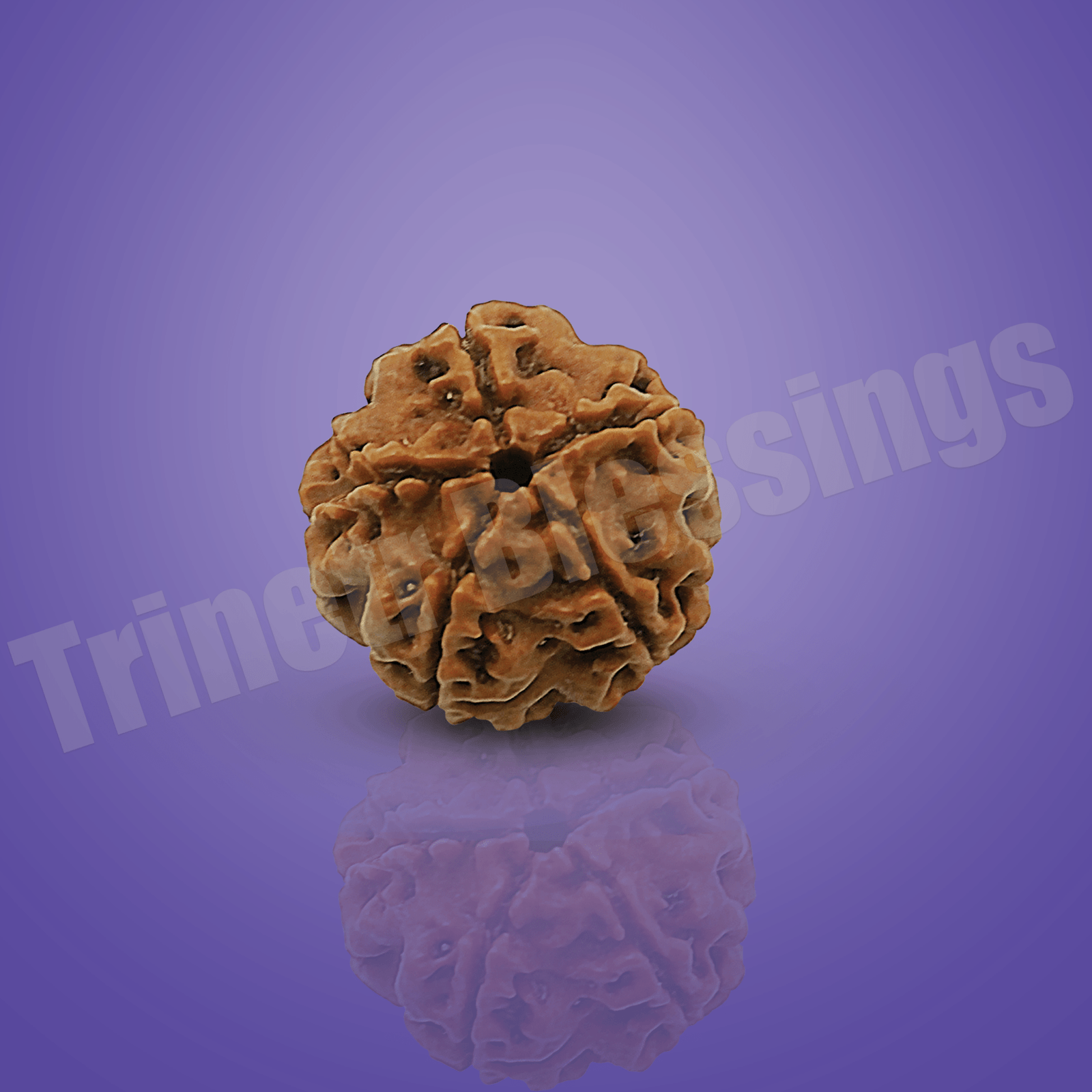 Five Mukhi Rudraksha - Trinetr Blessings